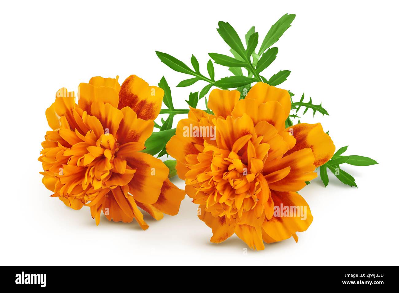 fresh marigold or tagetes erecta flower isolated on white background ...