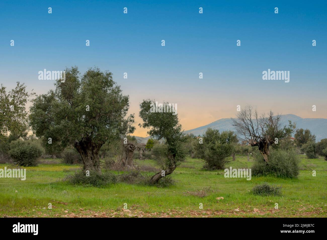 Typical Mediterranean Landscape. Three Olive Trees in a row and some ...
