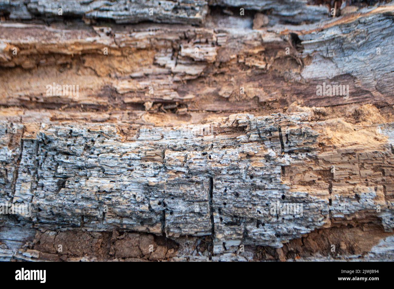 Closeup texture of tree bark. Pattern of natural tree bark background ...