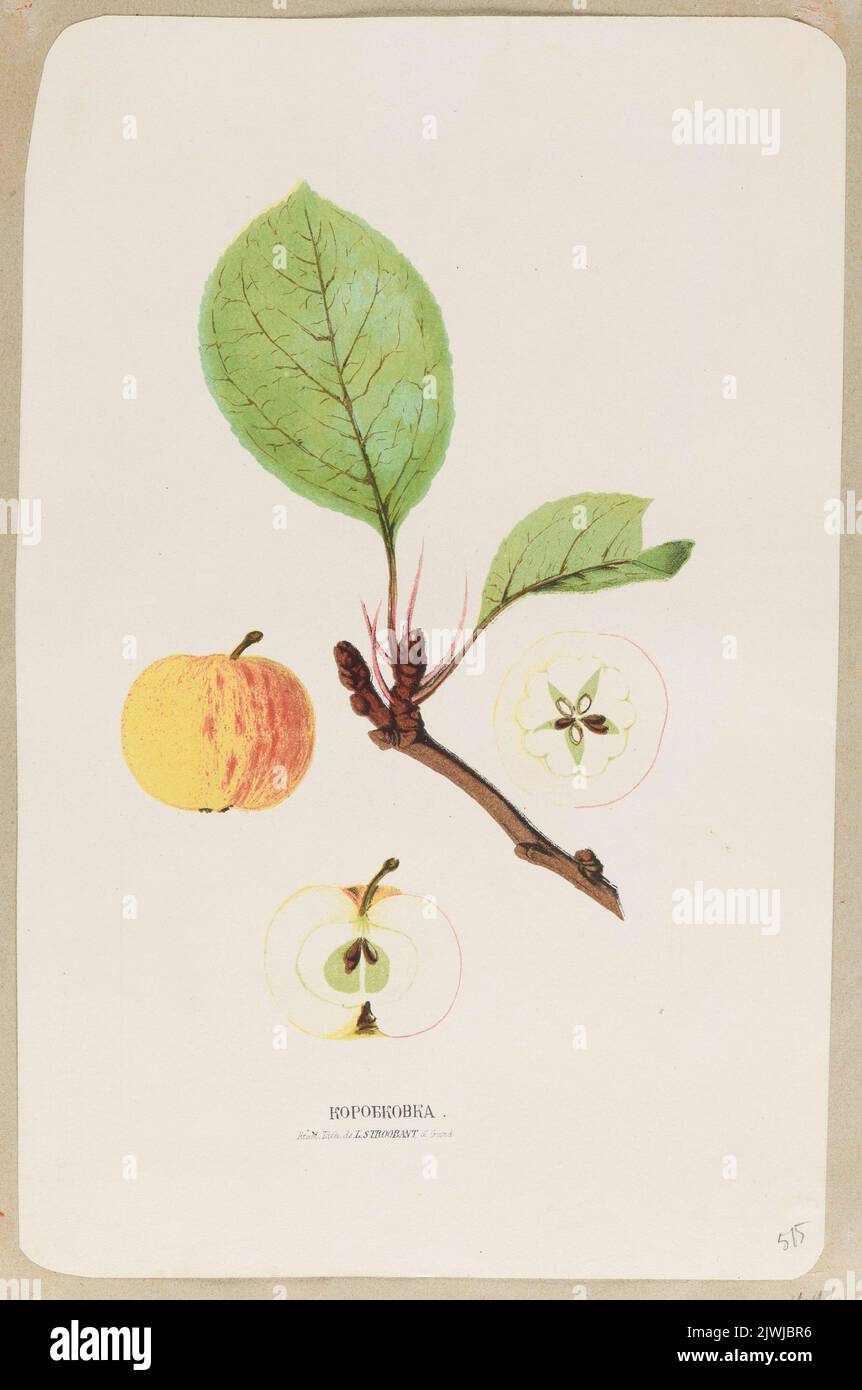 Apple `Korobkowka`; sheet from a herbarium. Stroobant, fils (Gandawa ...