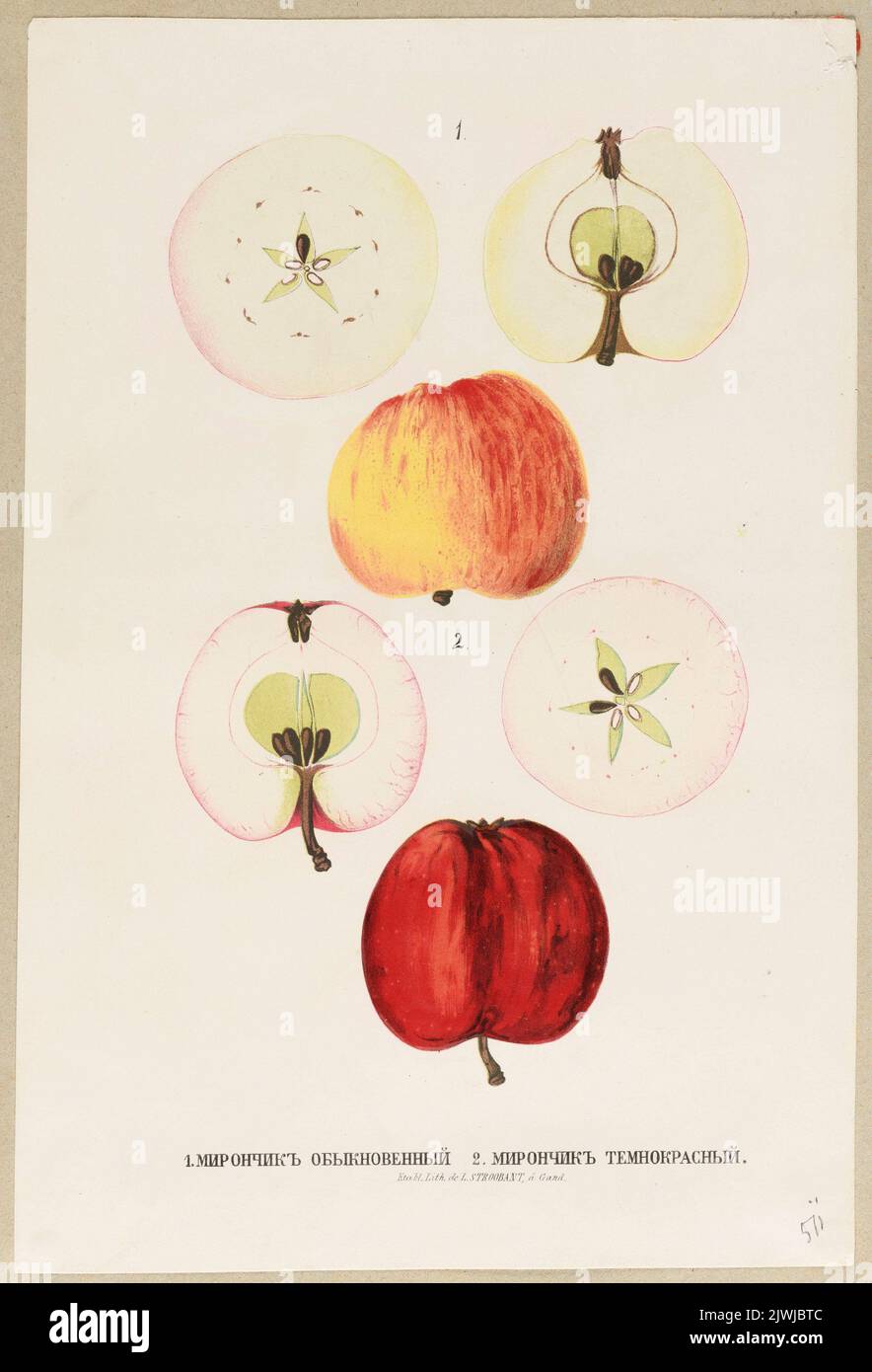 Apple, two varieties: `Mironczik' obyknawiennyj` and `Mironczik ...