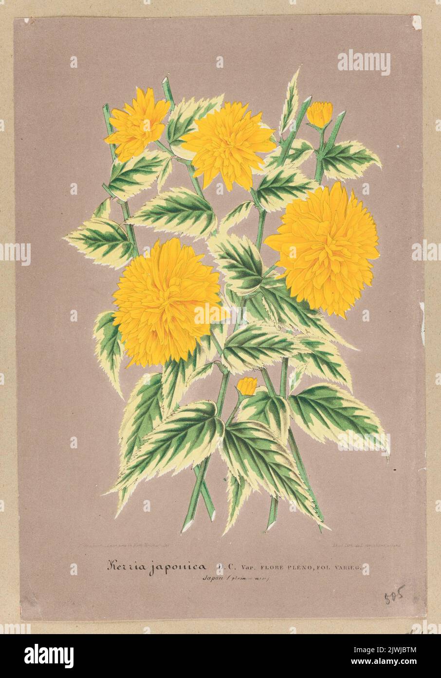 Japanese marigold bush twig; sheet from a herbarium. Stroobant, fils ...