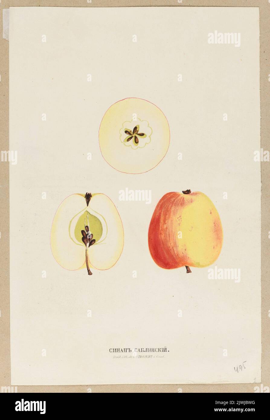 Apple: `Sinap sablinskij`; sheet from a herbarium. Stroobant, fils ...