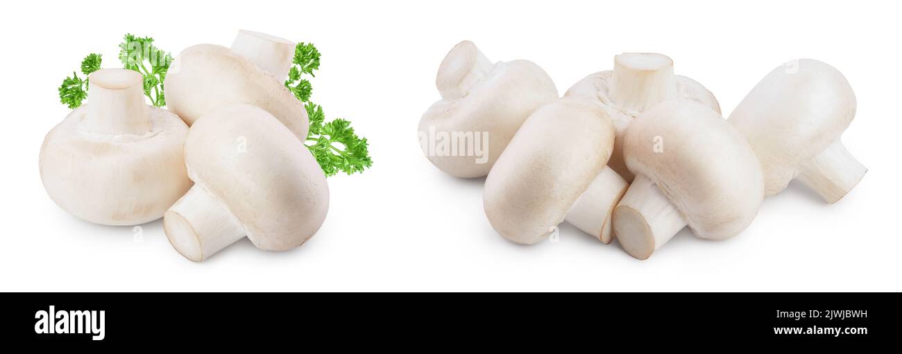 Fresh mushroom champignon isolated on white background Stock Photo - Alamy