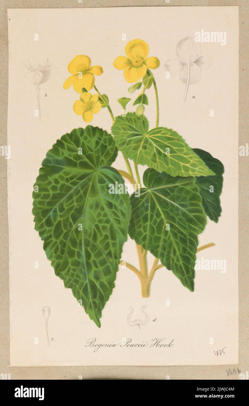 Begonia twig: Begonia Pearici Hook; sheet from a herbarium. unknown ...