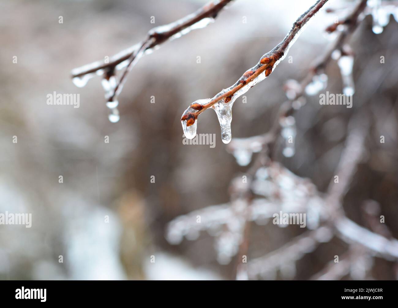 Ice storm weather. A close-up of a frozen fruit tree branch covered ...