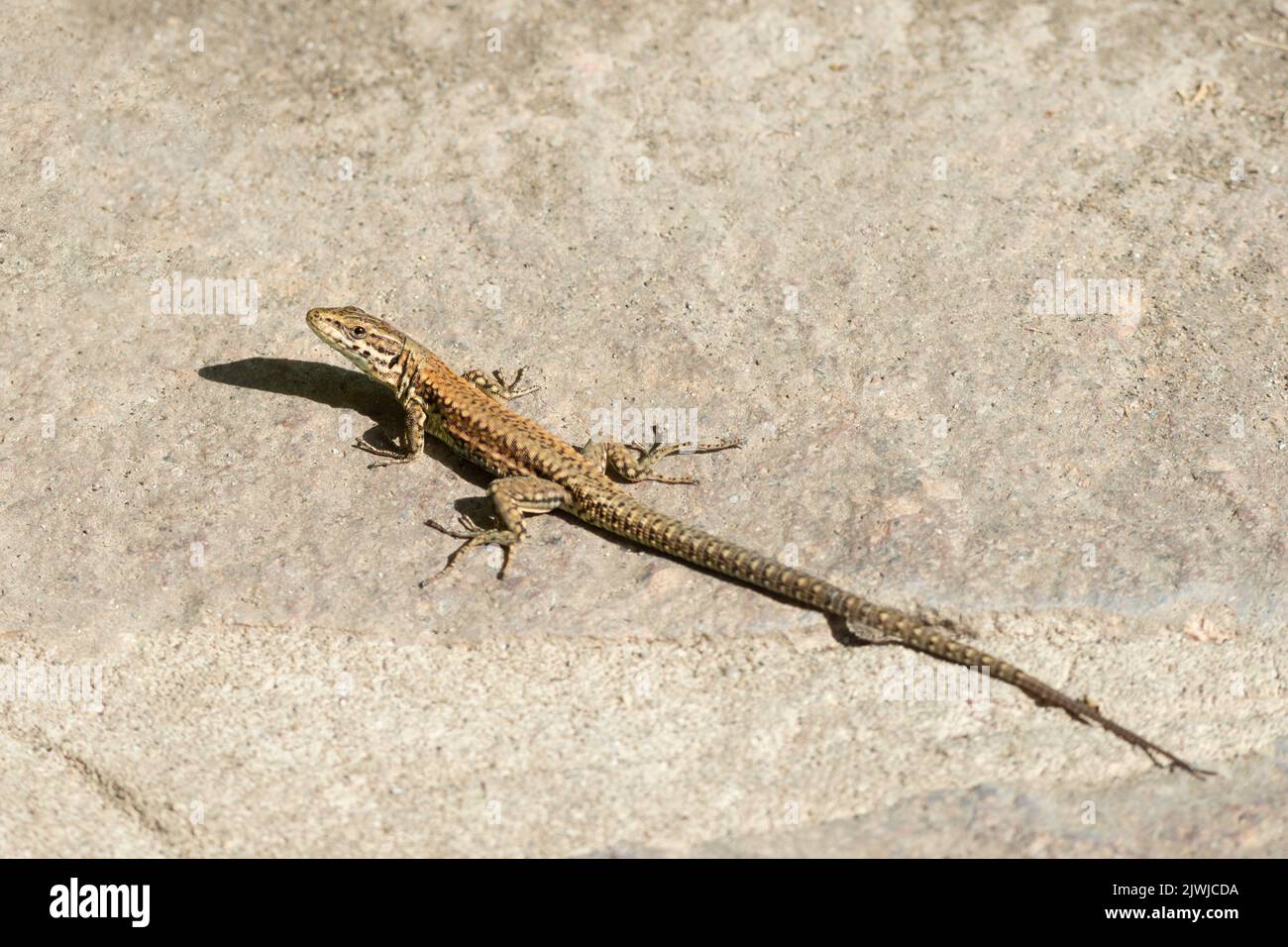 Italy, Lombardy, Common Lizard, Zootoca Vivipara Stock Photo - Alamy