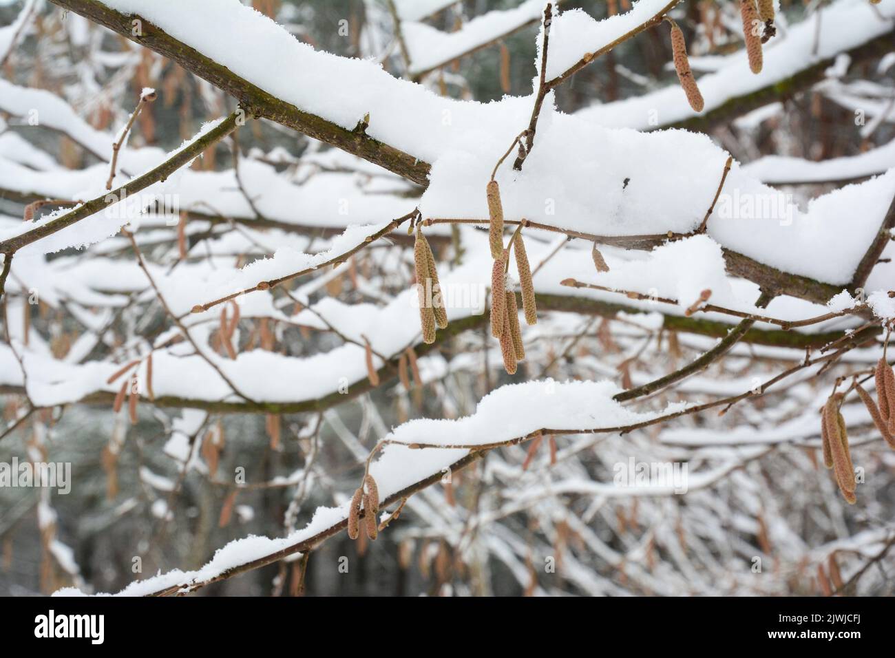 Late spring frost and snow. The flowers, catkins of corylus avellana ...
