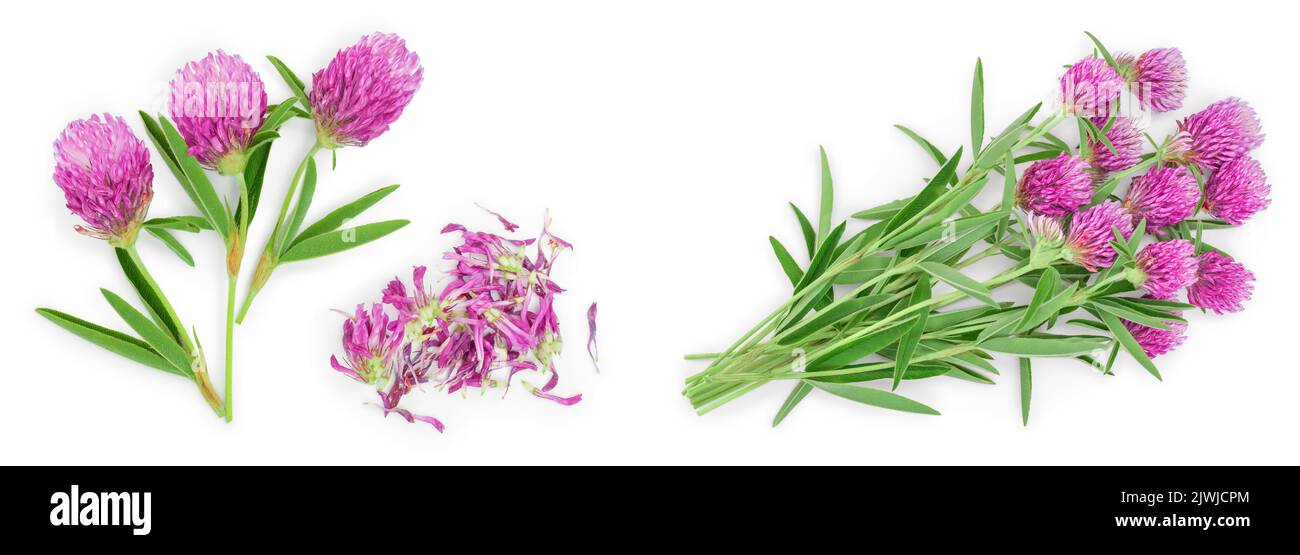 flower of a red clover clover with leaves and a stem close-up isolated ...