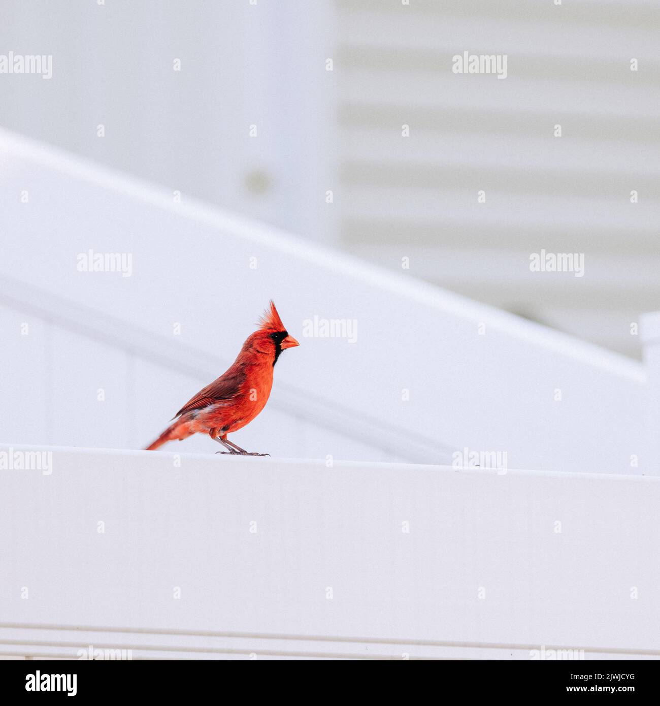 Cardinal bird on a fence hi-res stock photography and images - Alamy