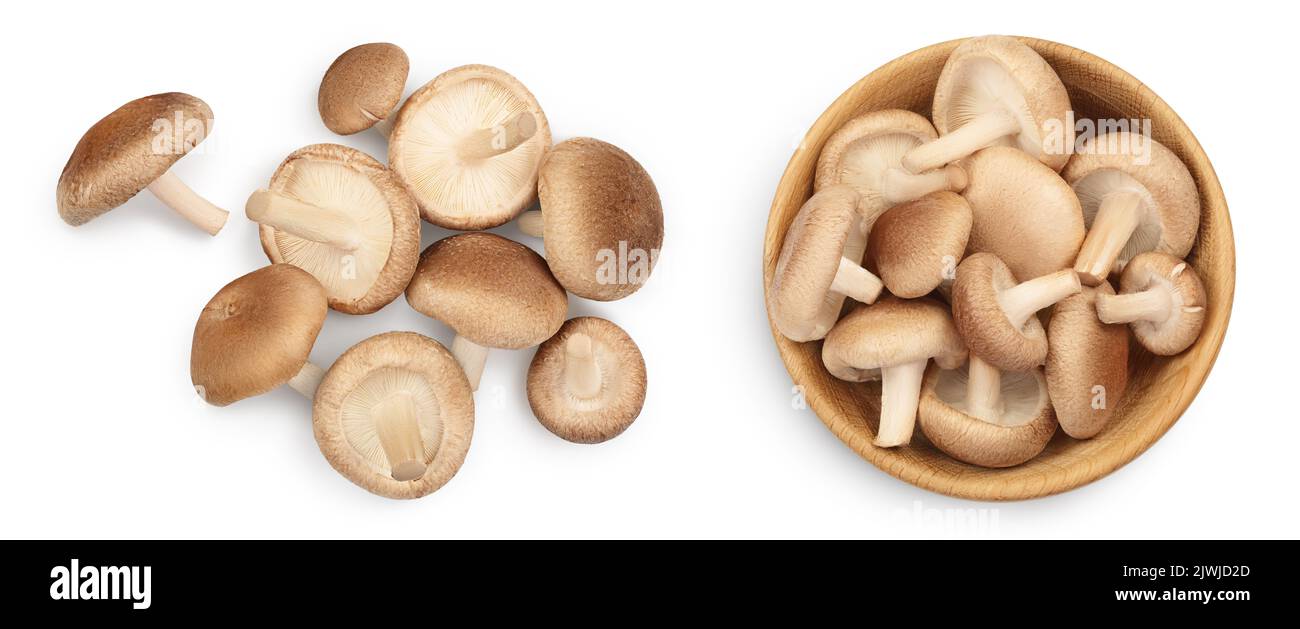 Fresh Shiitake mushroom isolated on white background. Top view. Flat ...