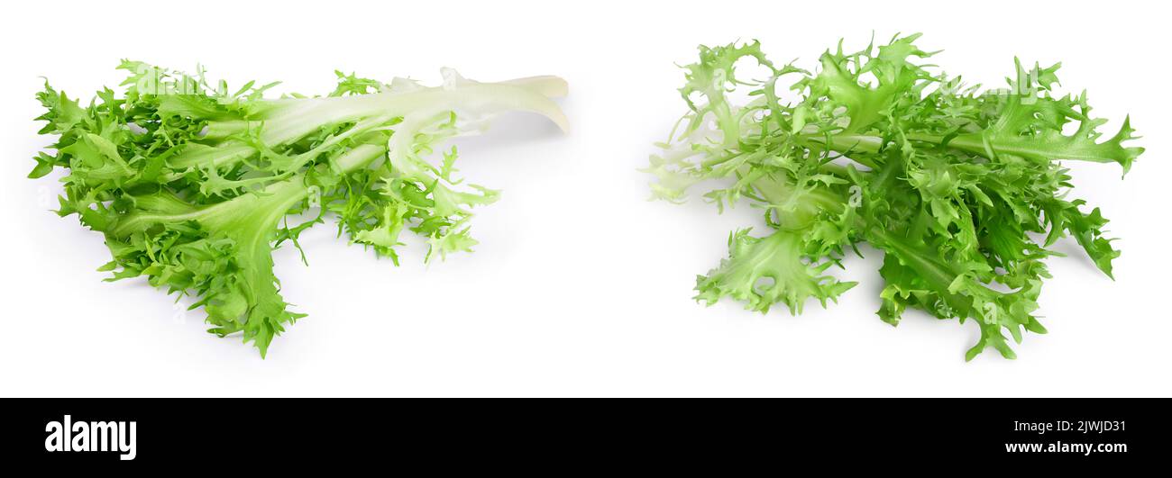 Fresh green leaves of endive frisee chicory salad isolated on white ...