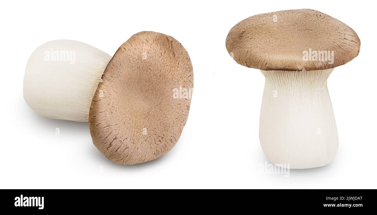 King Oyster mushroom or Eringi isolated on white background with full ...