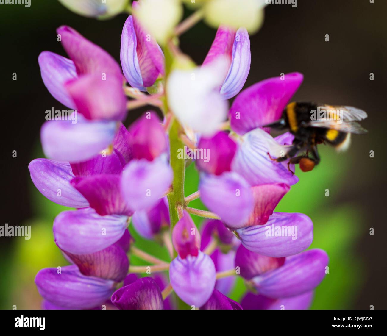 A closeup of Buff-tailed bumblebee pollinating on large-leaved lupine Stock Photo - Alamy