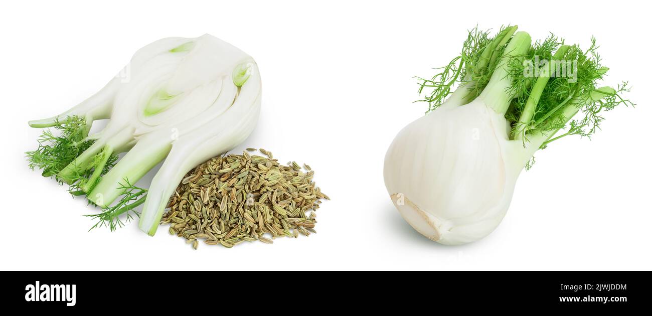 fresh fennel bulb isolated on white background with full depth of field ...