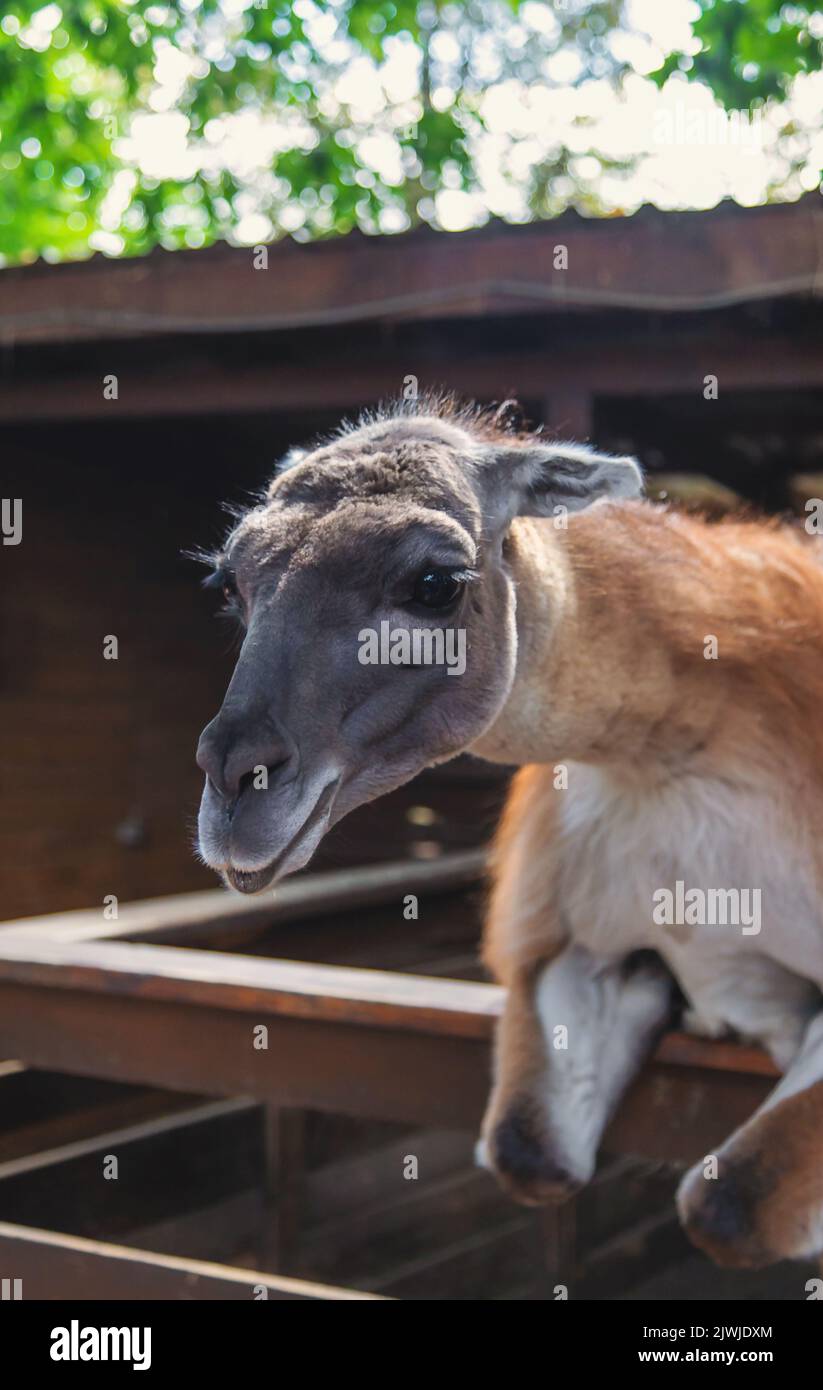 Big llama in the zoo. Selective focus. animal Stock Photo - Alamy
