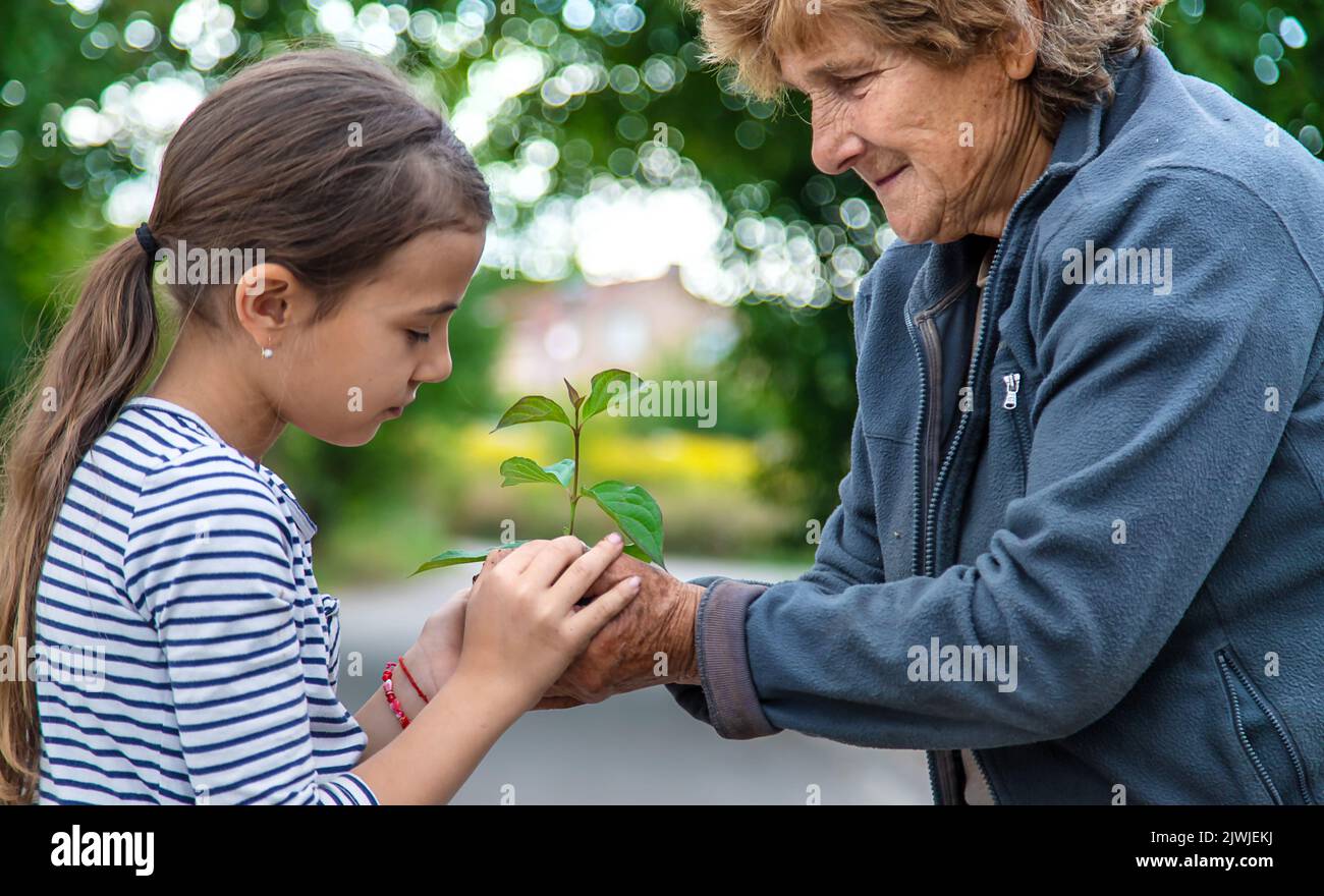 The child and grandmother are planting a tree. Selective focus Stock ...