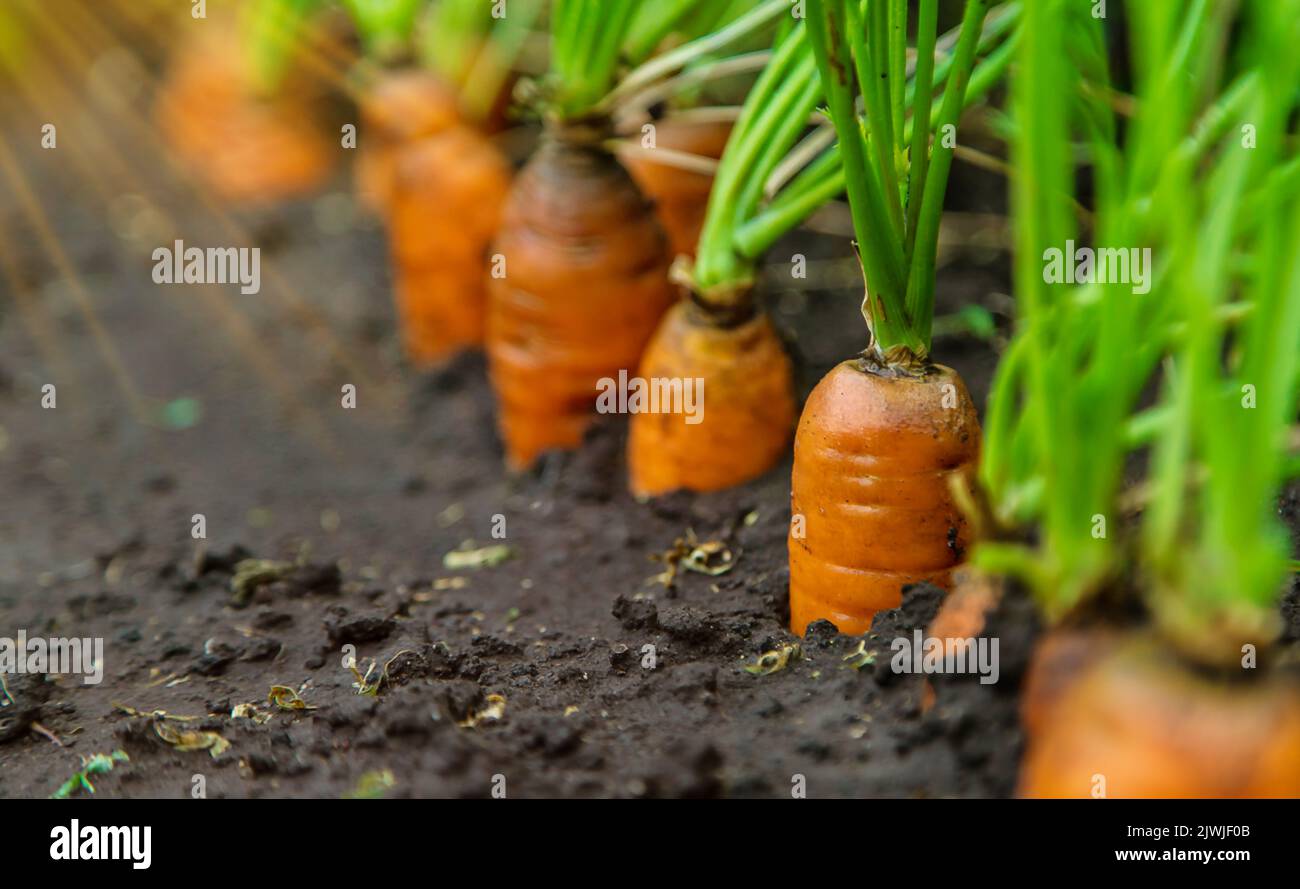 Carrots grow in the garden. Selective focus Stock Photo - Alamy