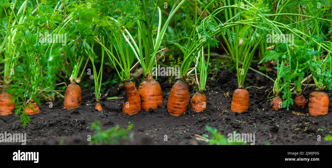 Carrots grow in the garden. Selective focus Stock Photo - Alamy