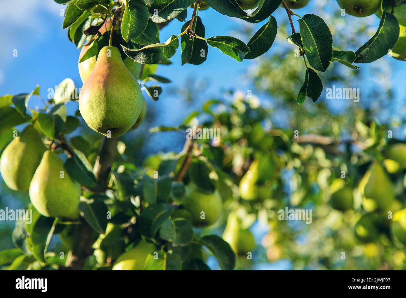 Pears grow on a tree in the garden. Selective focus Stock Photo - Alamy