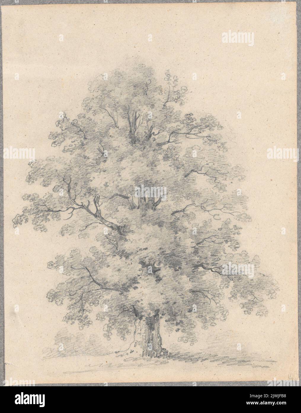 Study of a tree. Cegliński, Julian (1827-1910), draughtsman, cartoonist ...
