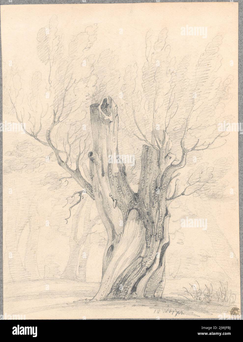 Study of an old tree. Cegliński, Julian (1827-1910), draughtsman ...
