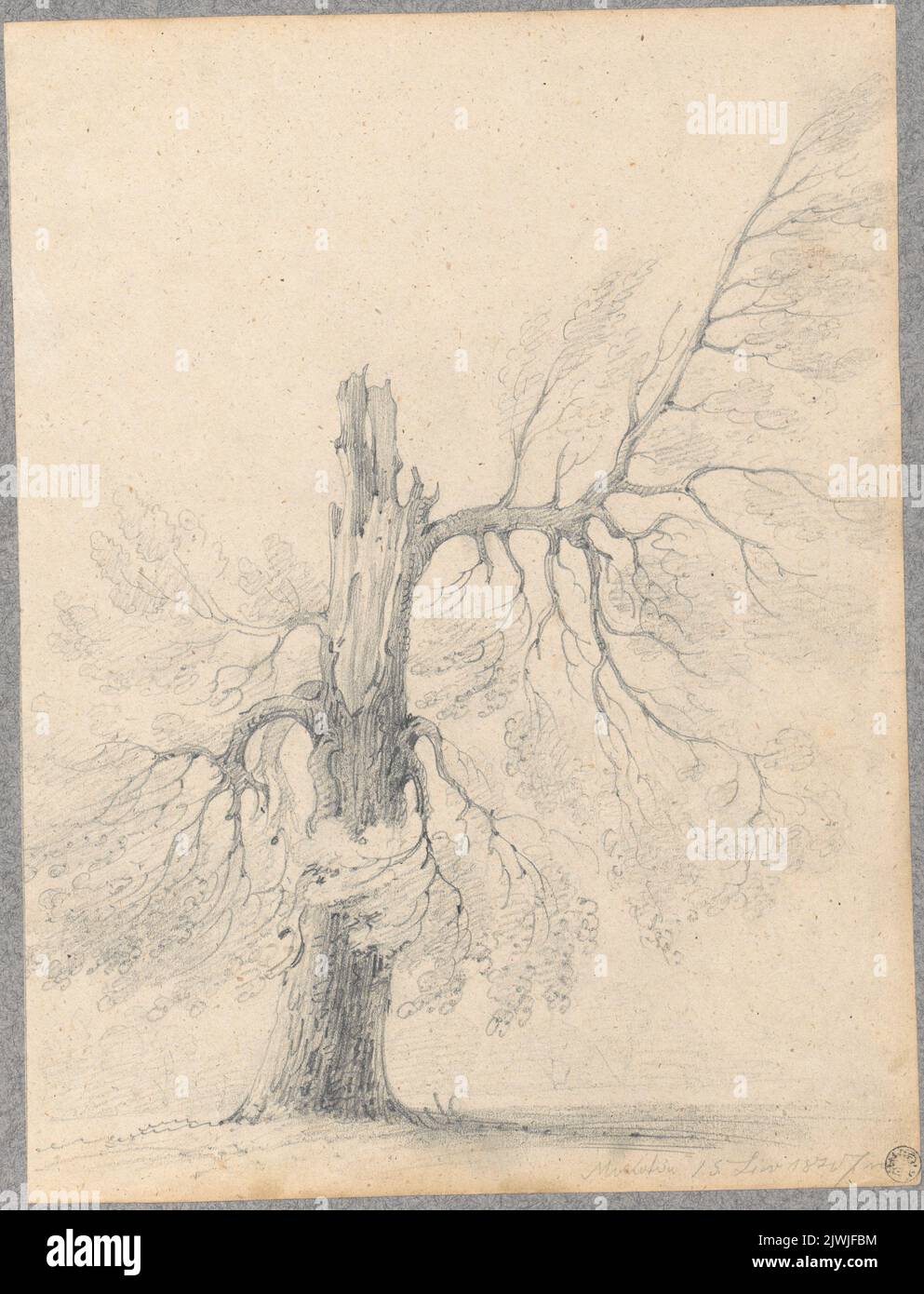 Study of an old tree. Cegliński, Julian (1827-1910), draughtsman ...