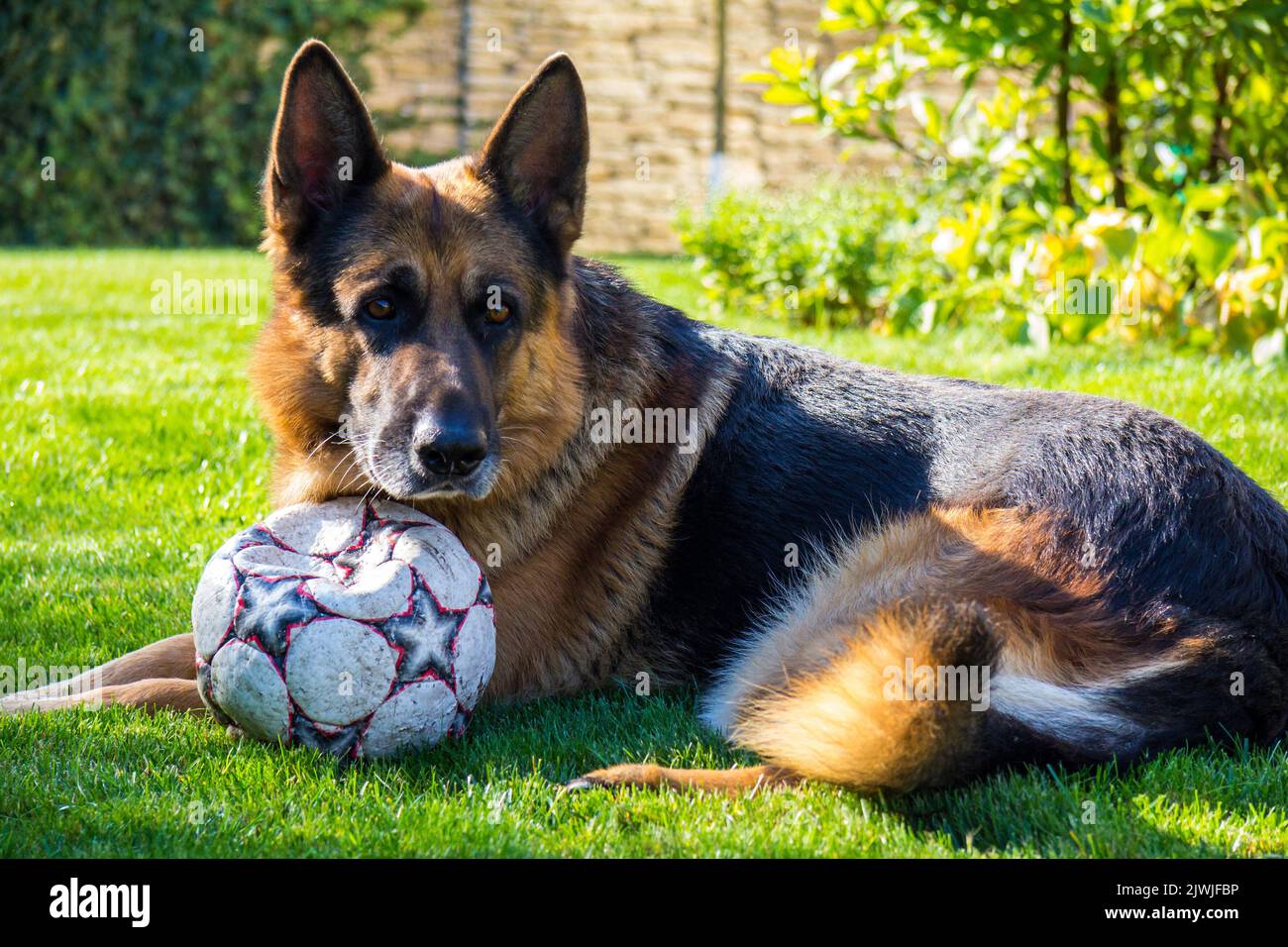German shepherd playing with ball in the summer park. Dog is man's best ...