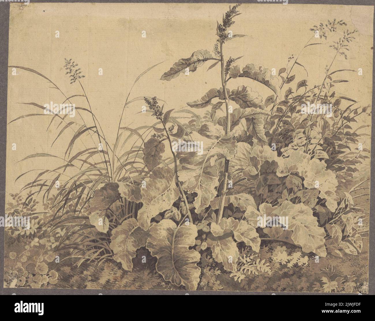 Study of meadow plants. Damel, Jan (1780-1840), draughtsman, cartoonist ...