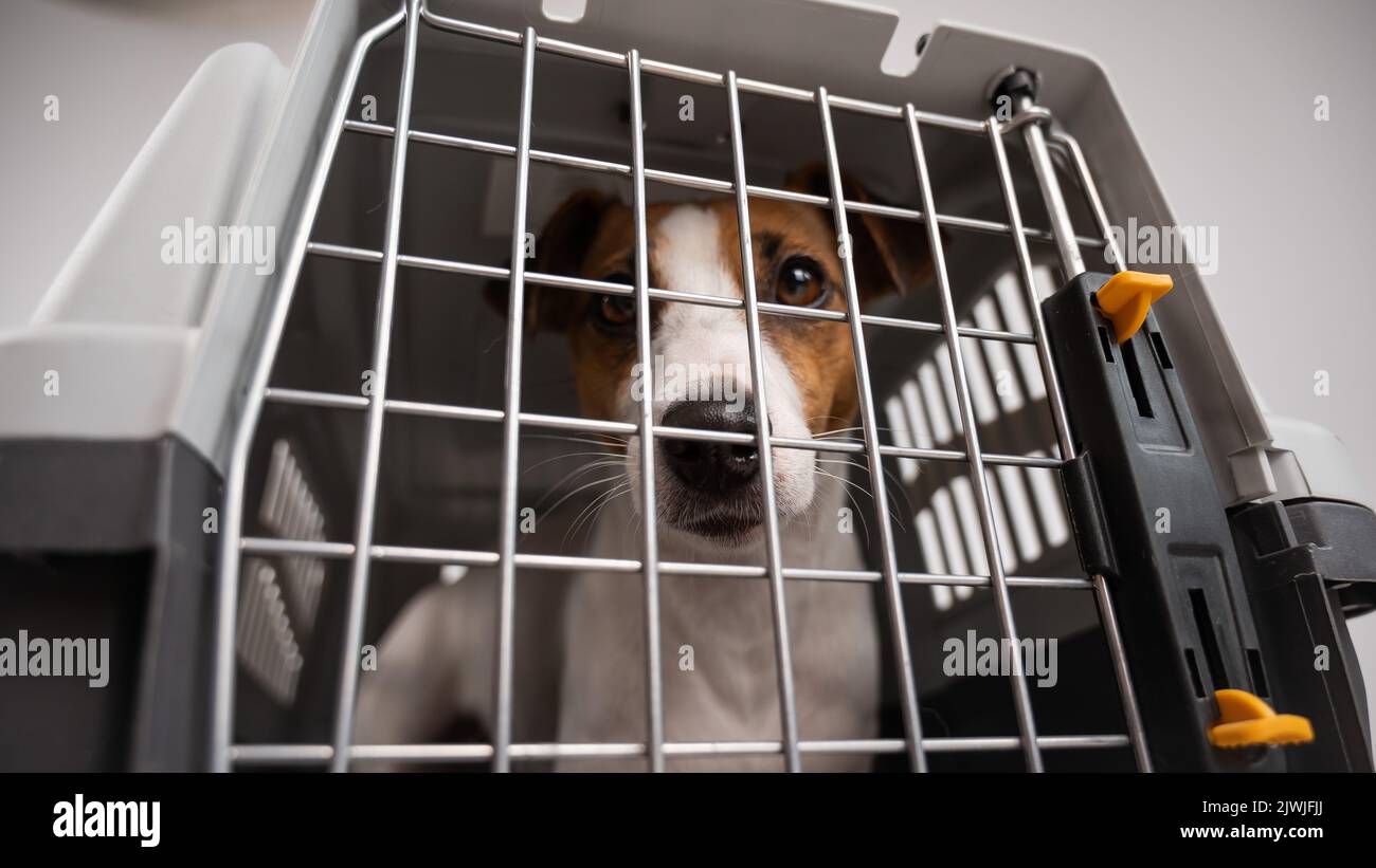 Jack Russell Terrier dog inside a cage for the safe transportation of ...