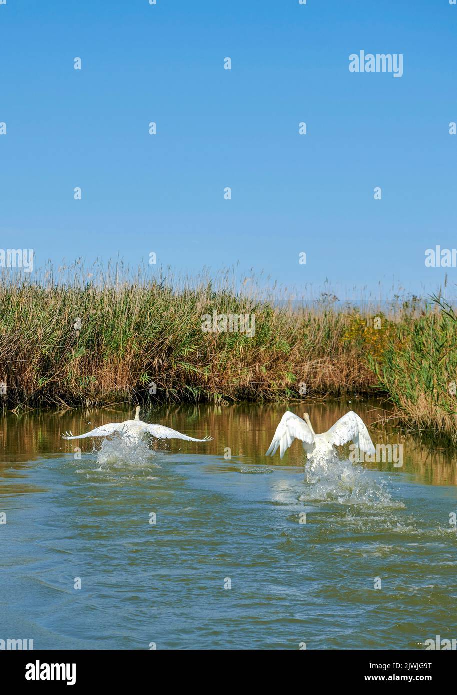 Pila (Ro), Italy, wild swans among the reeds of the river Po Stock ...