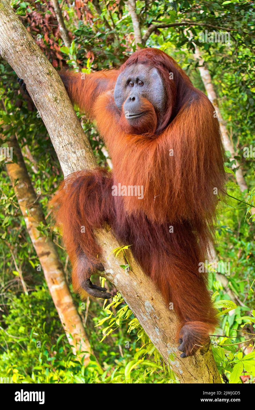 Orangutan, Pongo pygmaeus, Sekonyer River, Tanjung Puting National Park ...