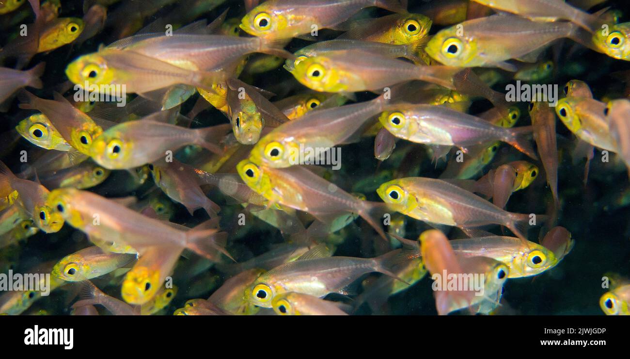 Pygmy Sweeper, Parapriacanthus ransonneti, Felidhe Atoll, Maldives ...