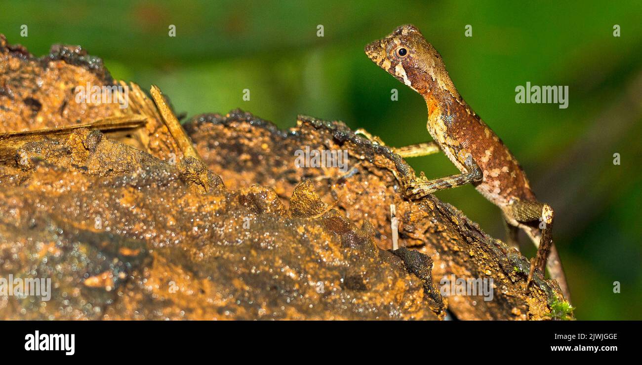 Brown-patched Kangaroo lizard, Wiegmann's Agama, SriLankan Kangaroo ...