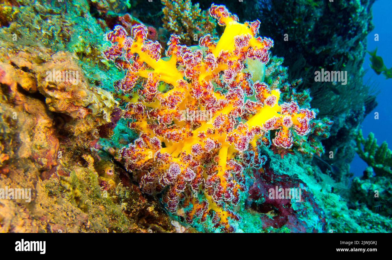 Multi-branched Trees Soft Coral, Coral Reef, South Malé Atoll, Maldives ...