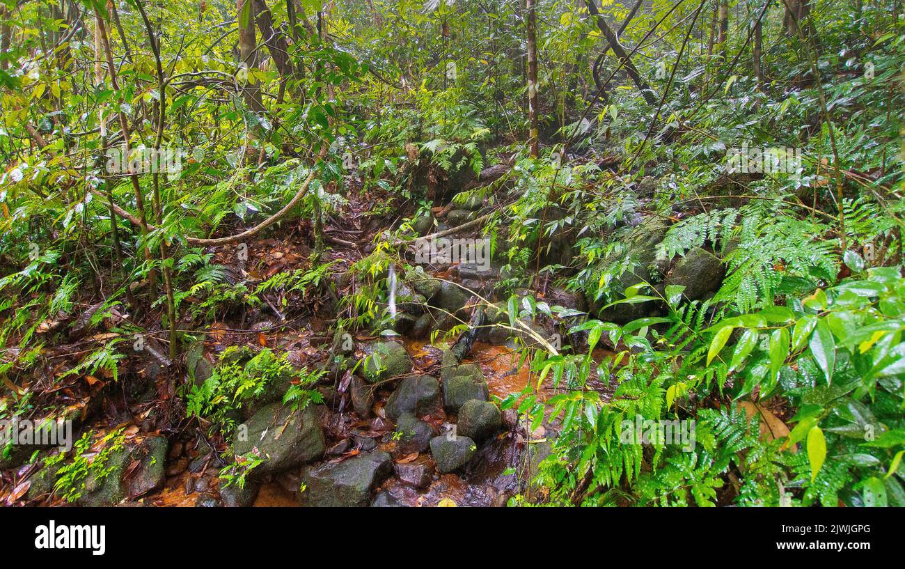 Sinharaja National Park Rain Forest, Sinharaja Forest Reserve, World ...