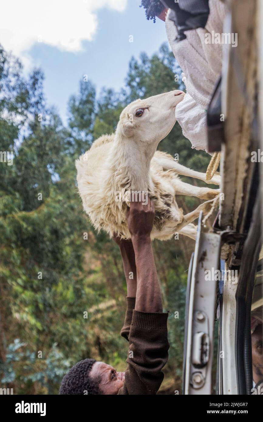 Loading sheep hi-res stock photography and images - Alamy