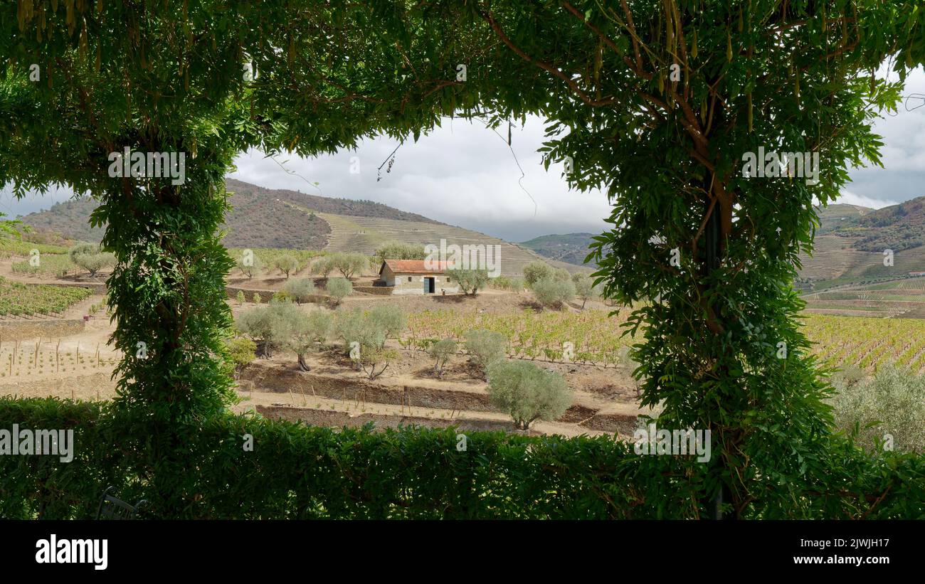 Olive Grove and Vineyard with a hedge in front in the Douro Valley ...