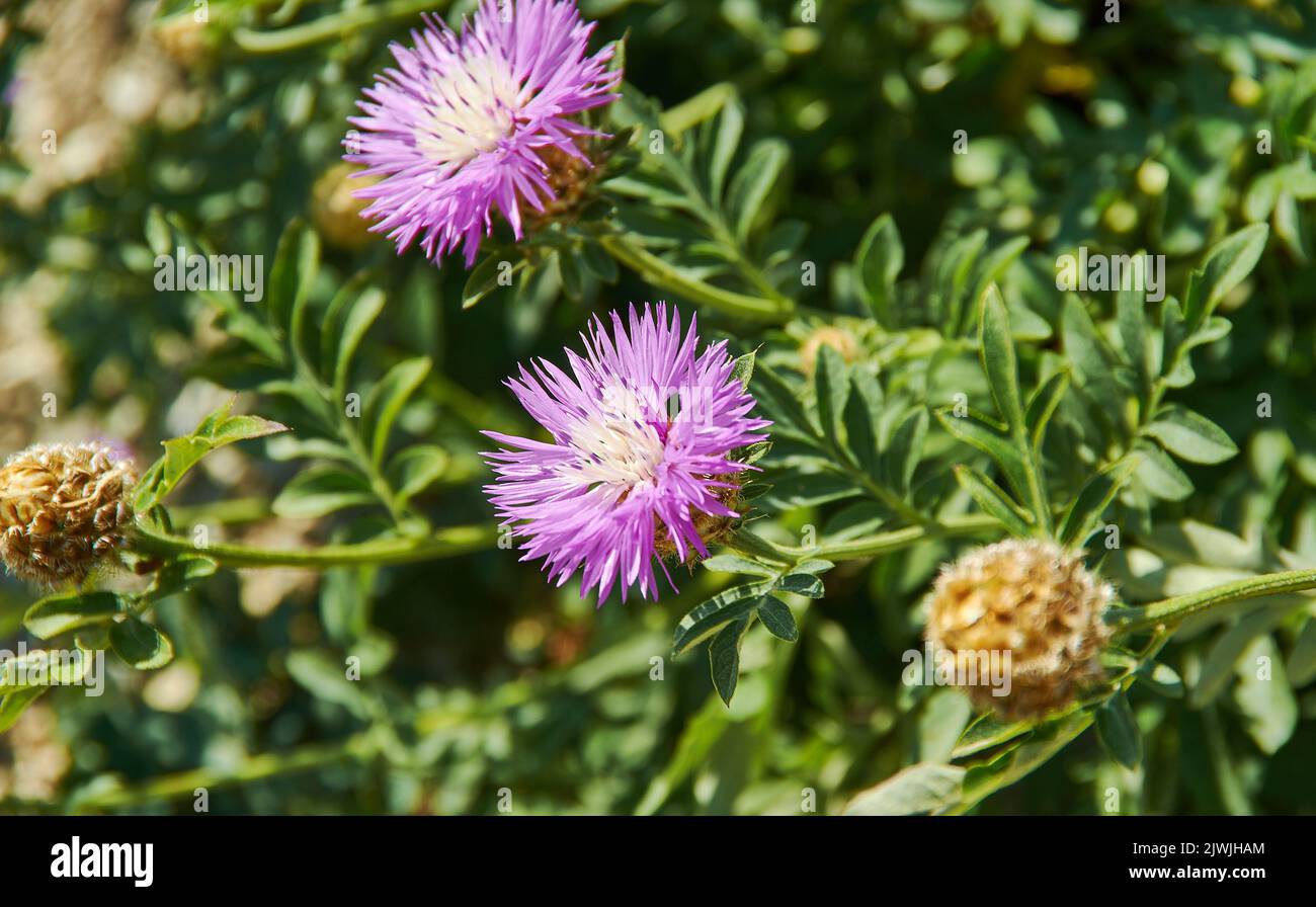 Centaurea jacea - species of herbaceous perennial plants in the genus ...