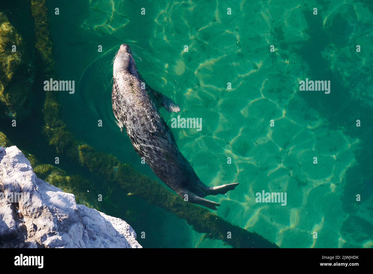 Grey Seal Halichoerus grypus, Phocidae Stock Photo - Alamy