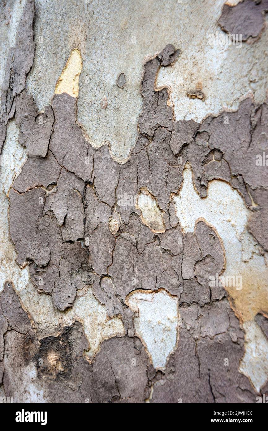 Color of bark American sycamore. Spotted texture of bark sycamore, full ...