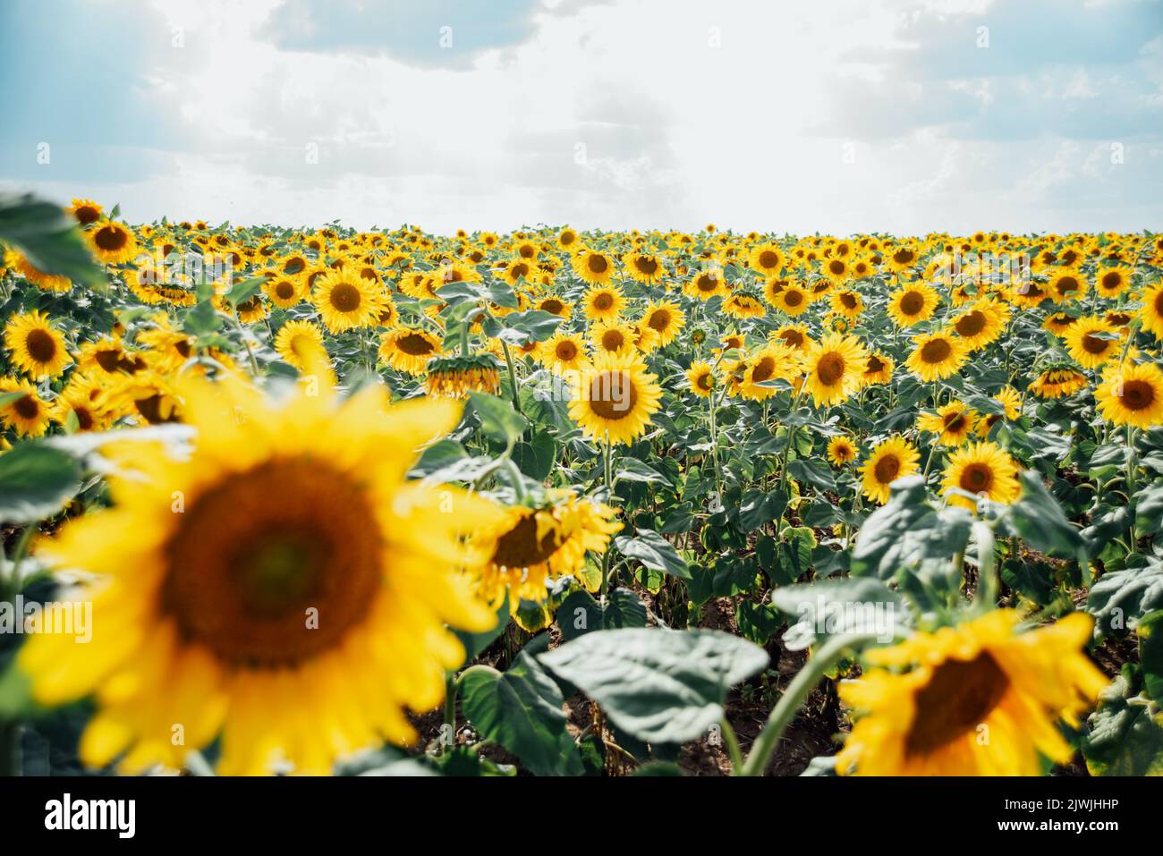 Sunflower field with cloudy blue sky. sunflowers by summertime ...