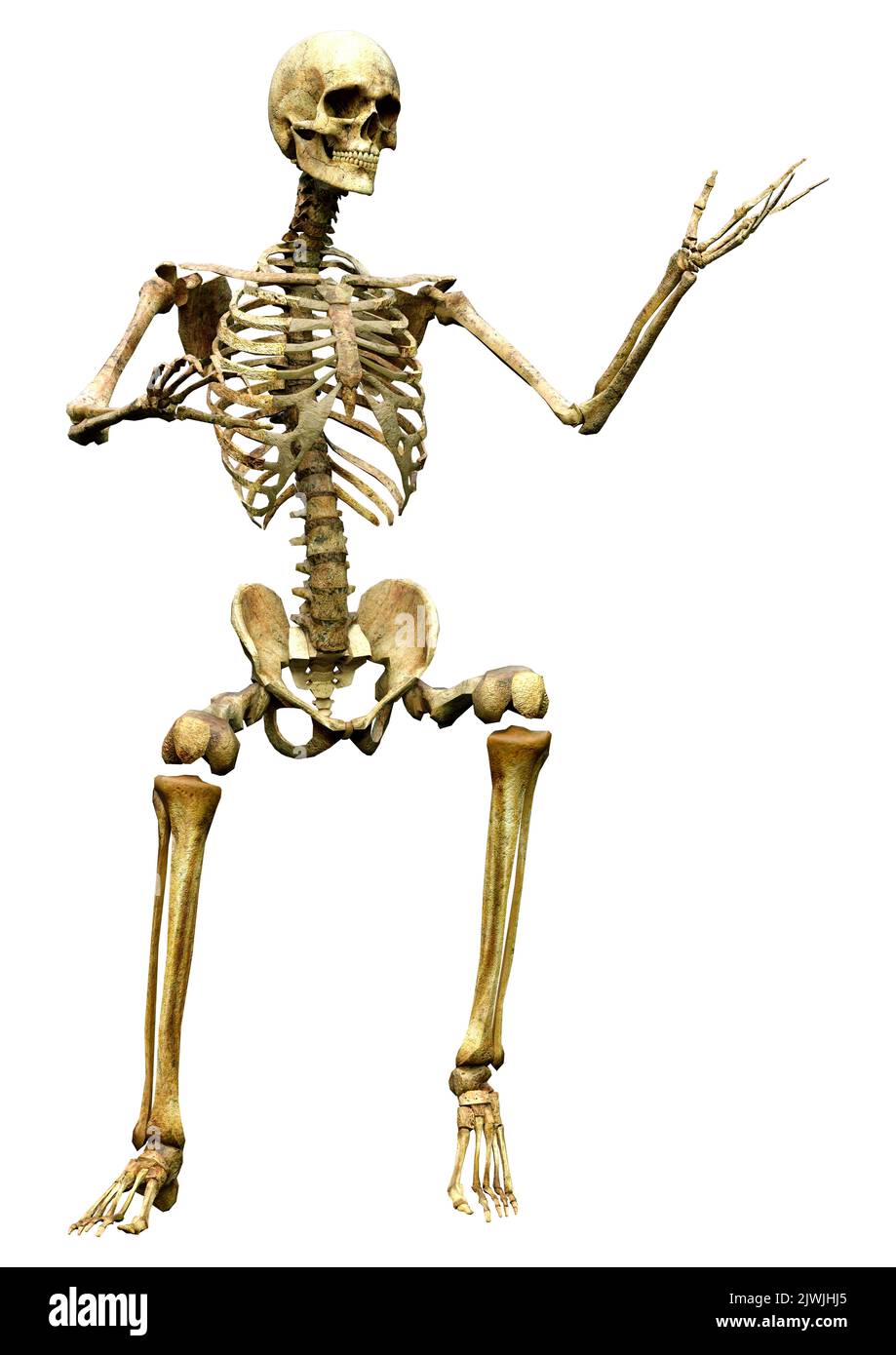 3D rendering of a human skeleton isolated on white background Stock ...