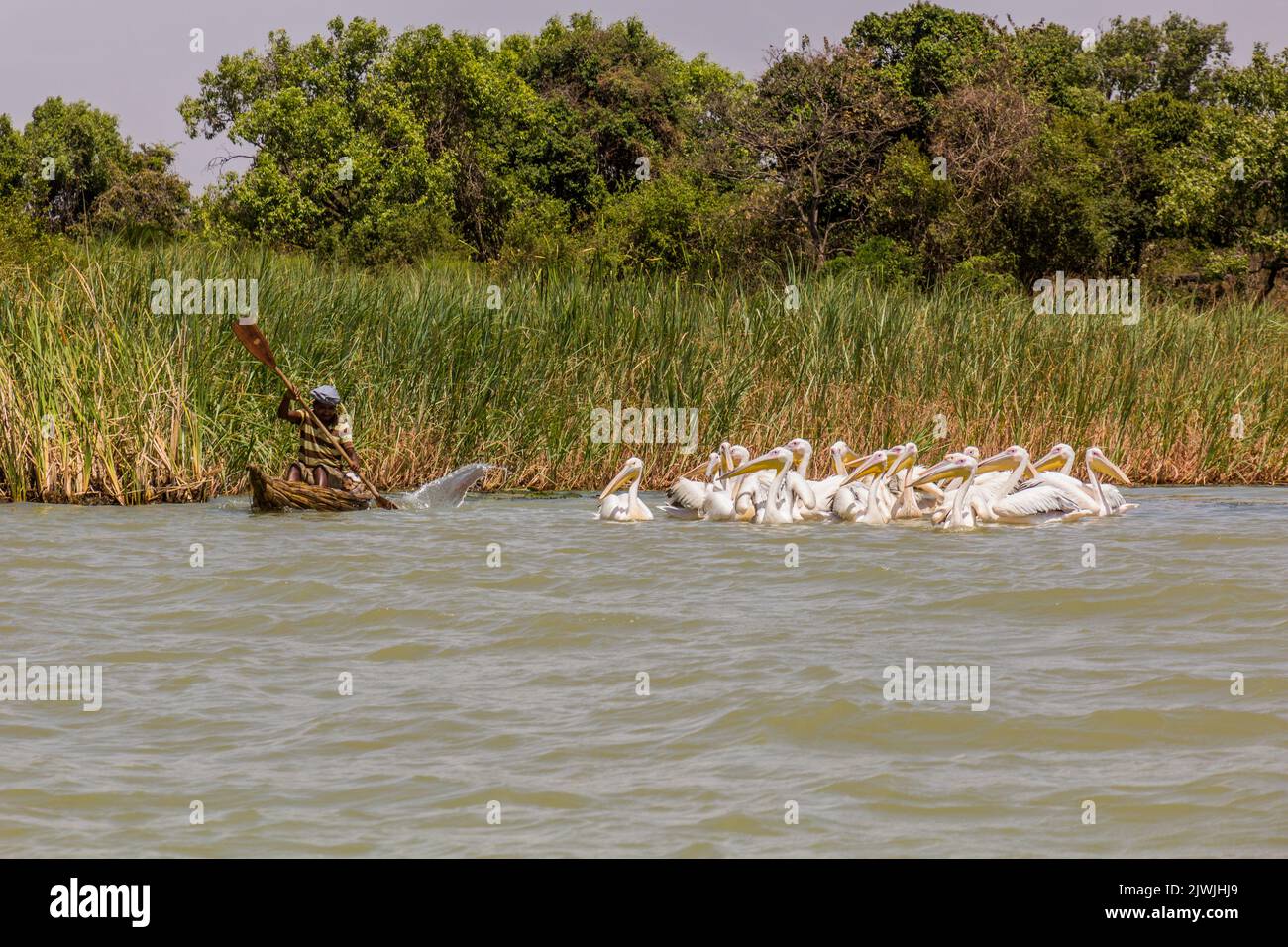 Pelican birds on lake tana hi-res stock photography and images - Alamy