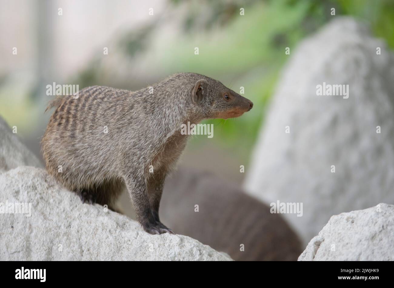 The banded mongoose (Mungos mungo) is a predatory species of the ...