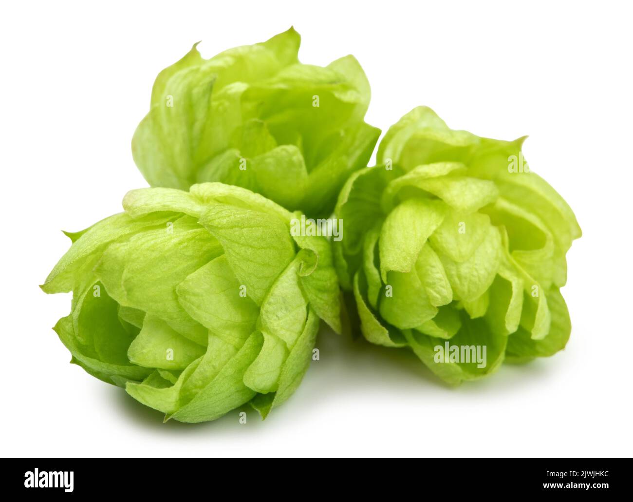 green hops isolated on a white background Stock Photo - Alamy