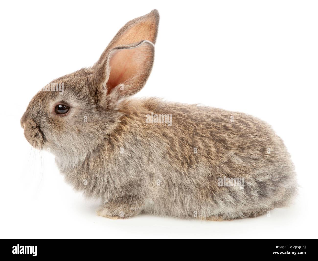Beautiful young small rabbit on Cut Out Stock Images & Pictures - Alamy