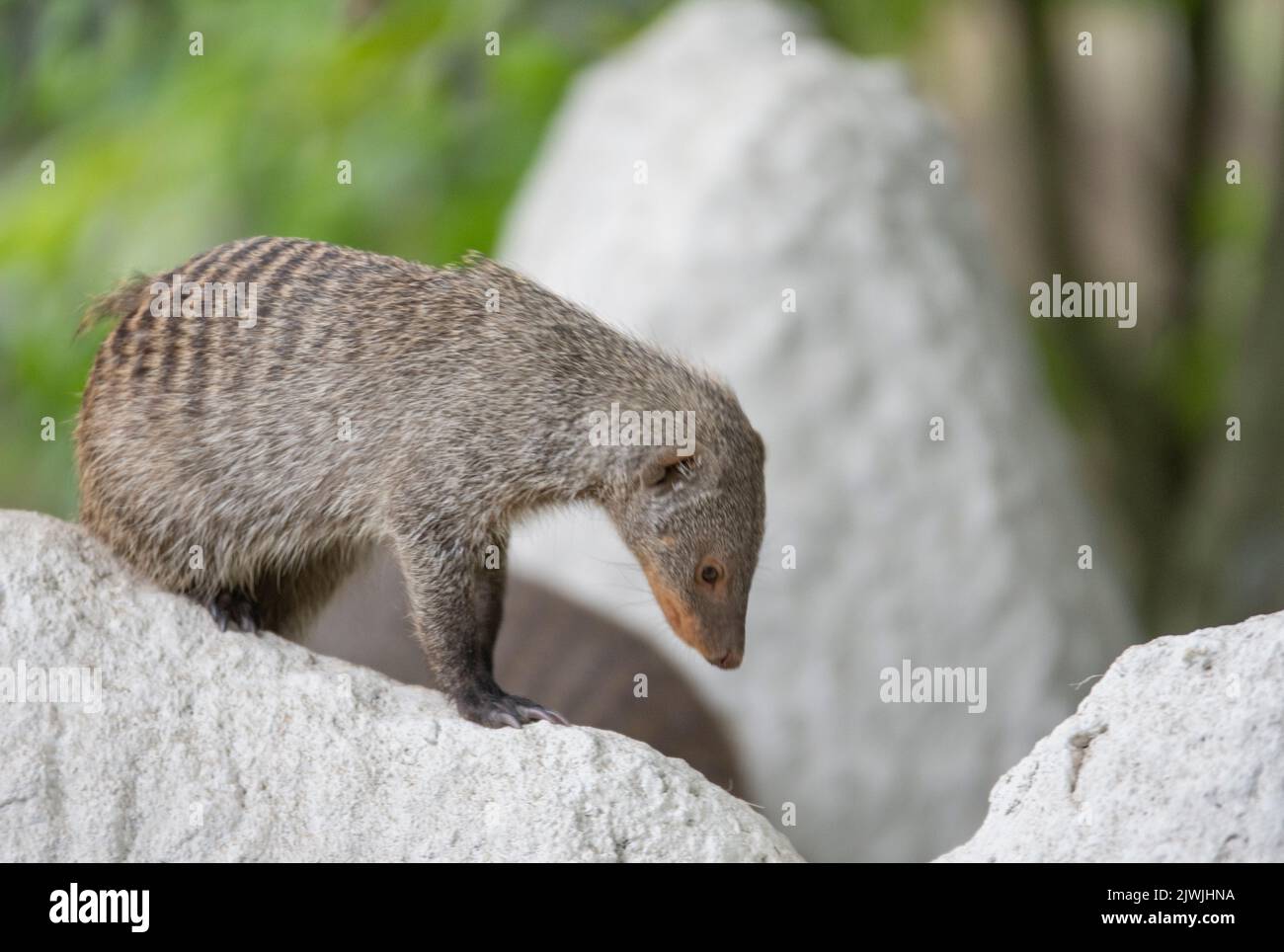 Banded mongoose family hi-res stock photography and images - Alamy