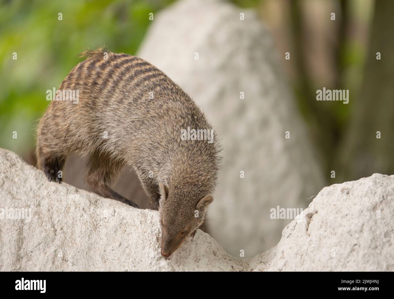 The banded mongoose (Mungos mungo) is a predatory species of the ...