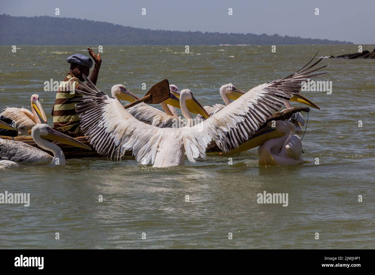 Pelican birds on lake tana hi-res stock photography and images - Alamy